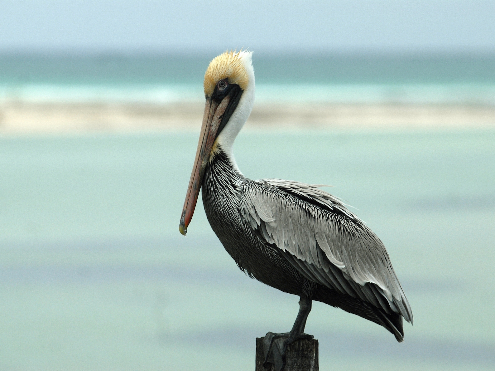Pelican Photograph Blue Caribbean - Etsy