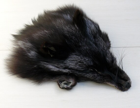 Silver Fox Animal Face