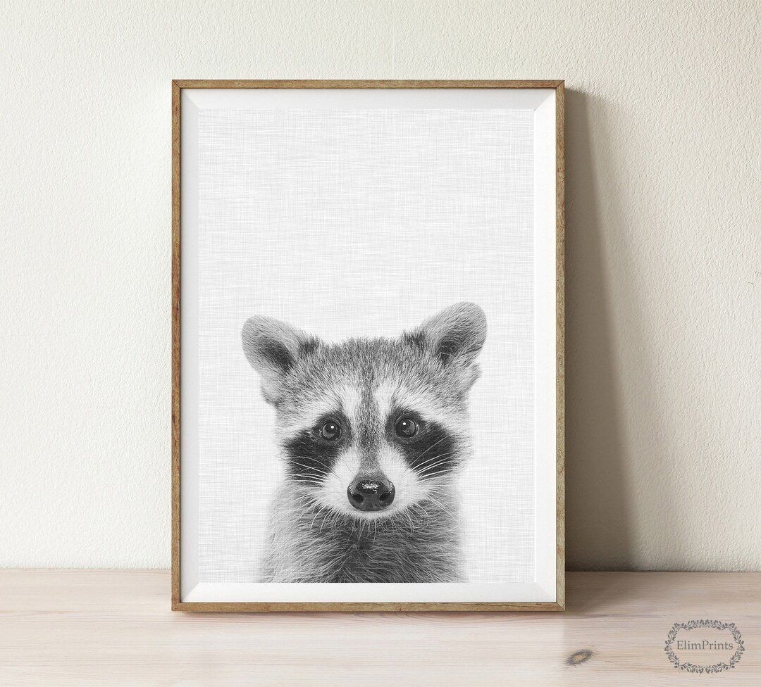 Raccoon Prints,raccoon Wall Art,raccoon Prints,raccoon Photography ...