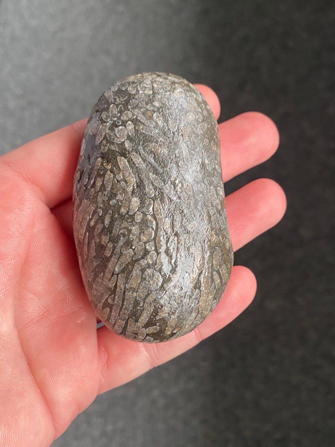 Beautiful Large Fossilised Coral Pebble Rare Fossil.over 300 - Etsy