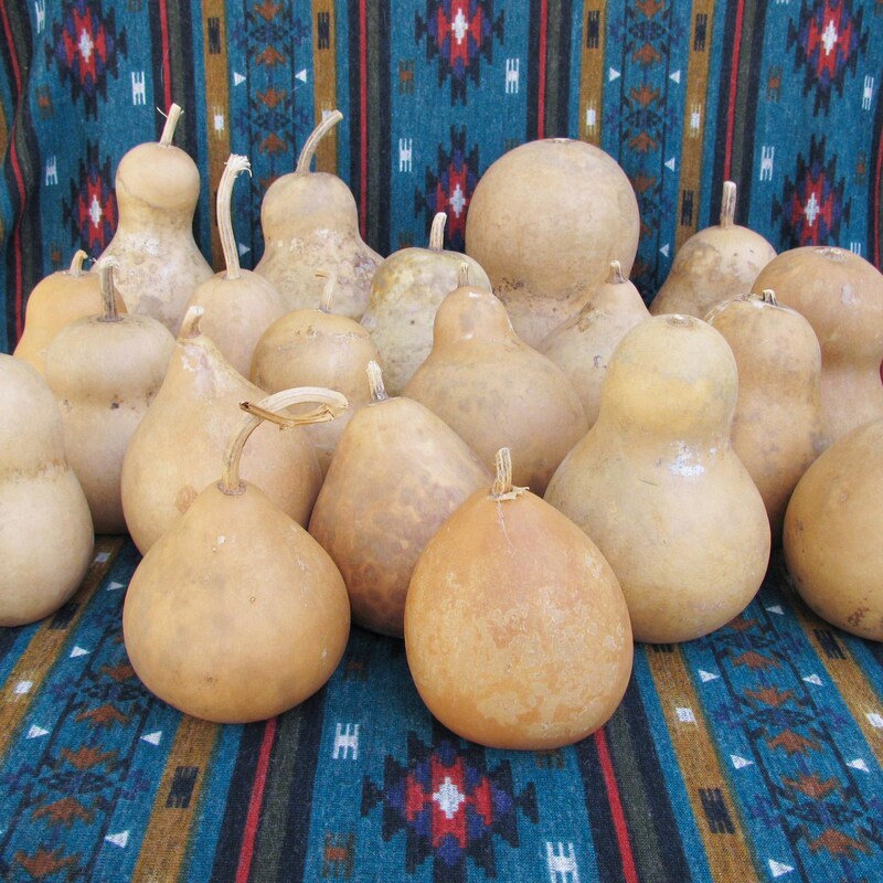 Dried Gourds - Etsy