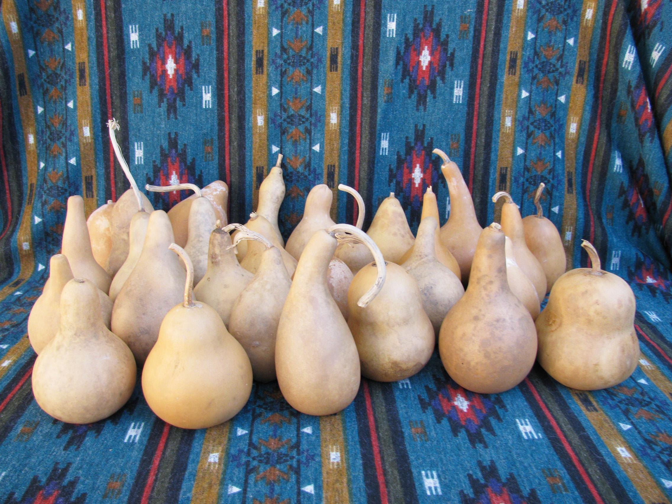 Dried Natural Gourds - 28 LOT - "seconds" Assorted Shapes, Great Blank ...