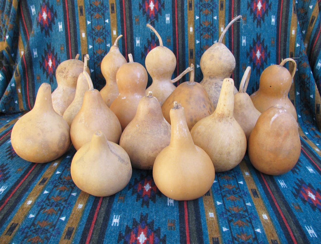 Dried Natural Gourds - 16 LOT - "seconds" Assorted Shapes, Great Blank ...