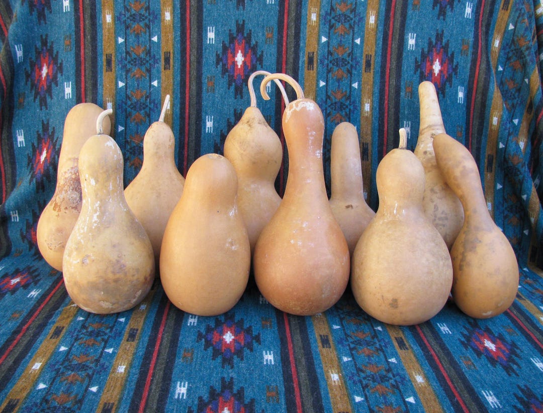 Dried Natural Gourds - 10 LOT - "seconds" Assorted Shapes, Great Blank ...