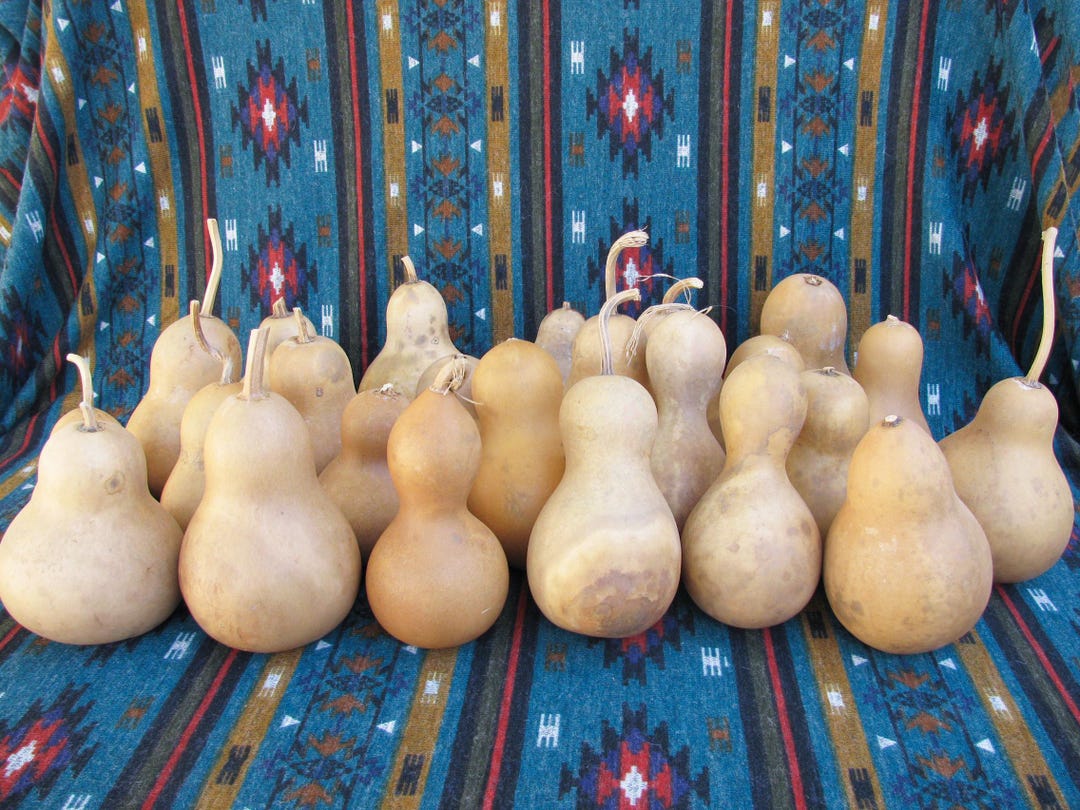 Dried Natural Bottle Gourds - 24 LOT - Two Dozen "seconds" Assorted ...