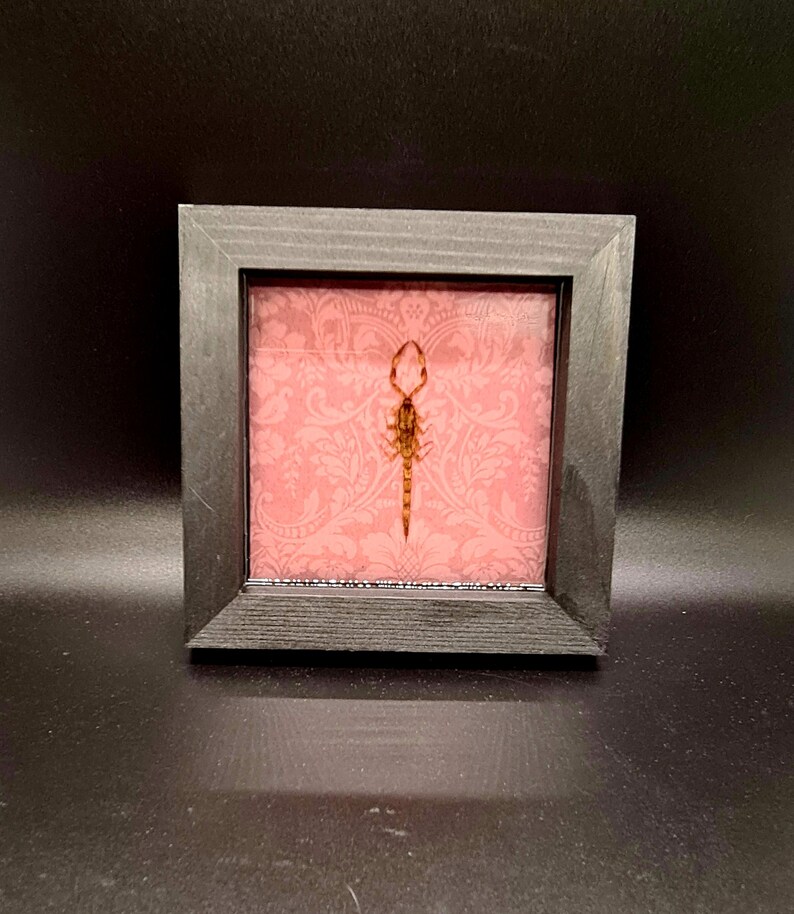 Real Scorpion in Resin With Wooden Frame - Etsy