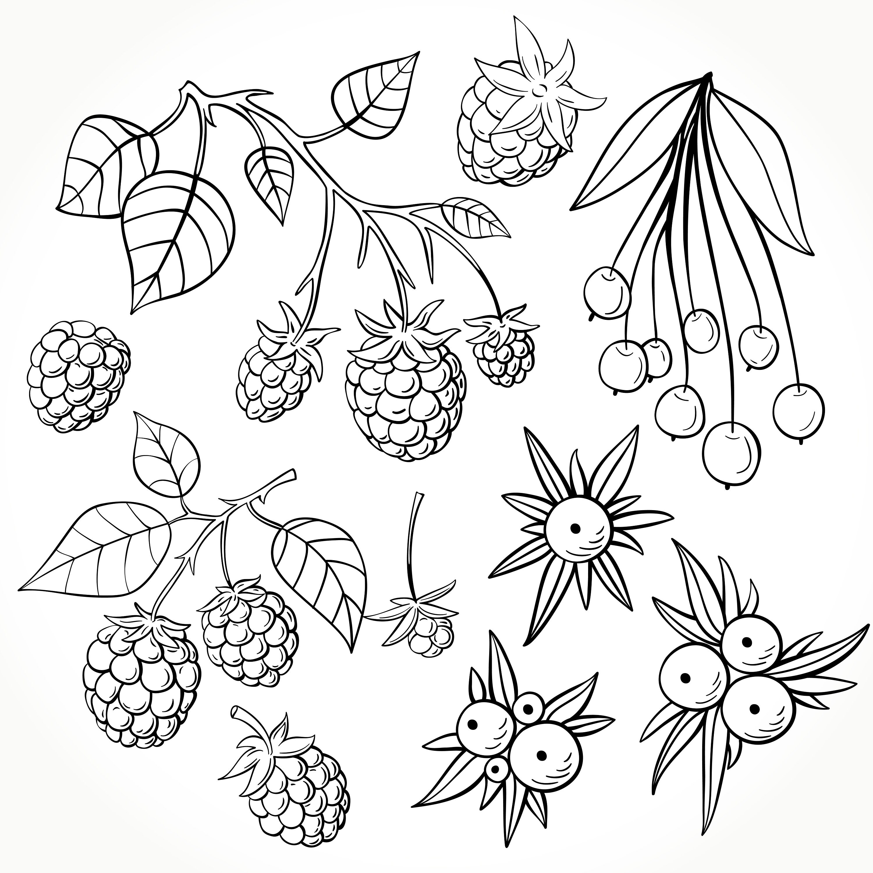 Set of 50 Hand-drawn Berries,png Berries Clipart, SVG Berries Clipart ...