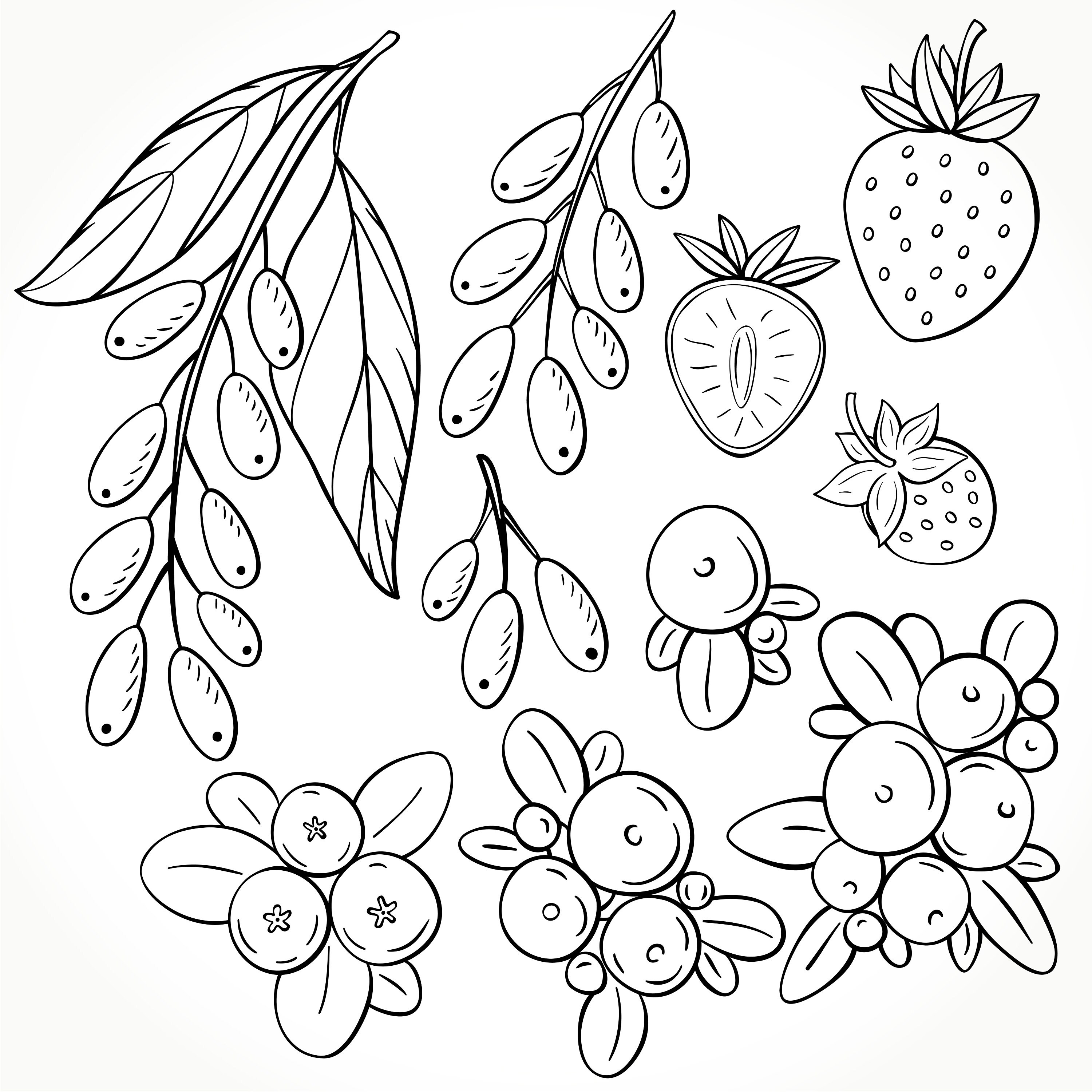 Set of 50 Hand-drawn Berries,png Berries Clipart, SVG Berries Clipart ...