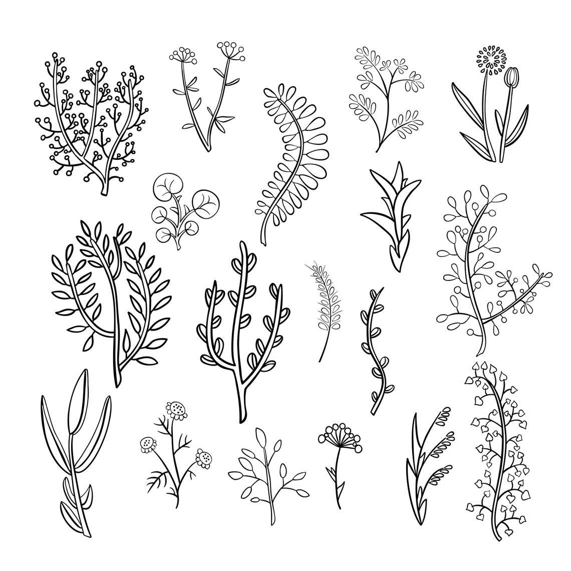 18 Botanical Clipart Illustration Png,eps,leaves,herbs,branches With ...