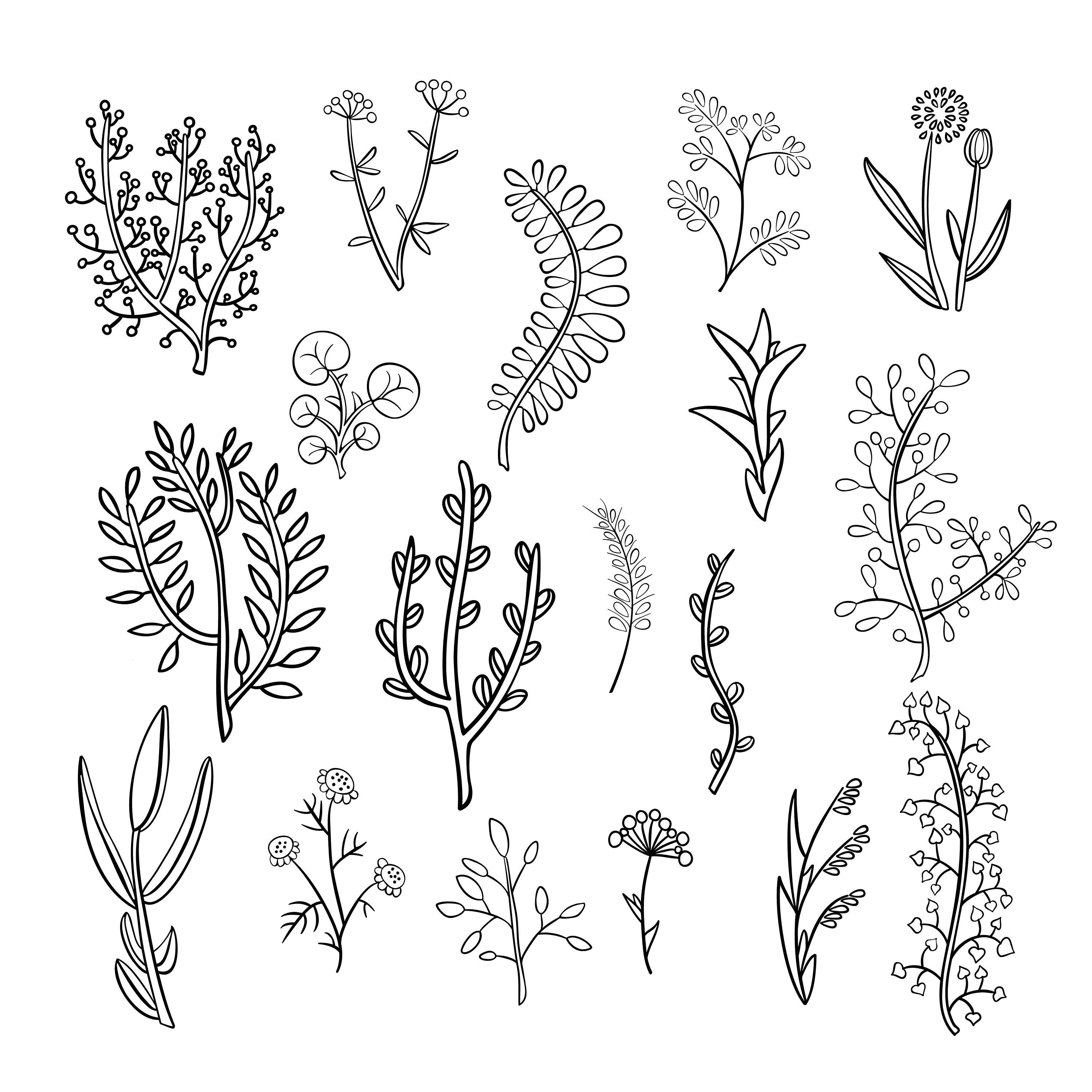 18 Botanical Clipart Illustration Png,eps,leaves,herbs,branches With ...
