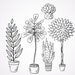 Hand-drawn "house Plants "clipart, SVG Plants Clipart,png Plants ...