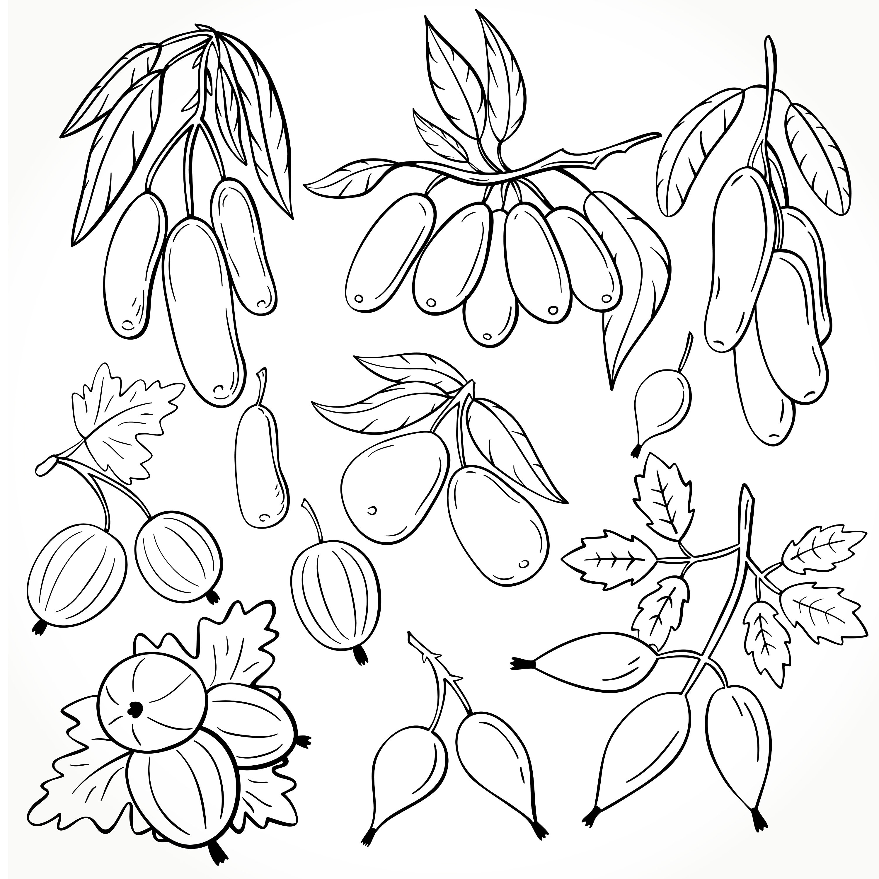 Set of 50 Hand-drawn Berries,png Berries Clipart, SVG Berries Clipart ...