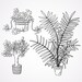 Hand-drawn house Plants clipart, SVG Plants Clipart,png Plants Clipart ...