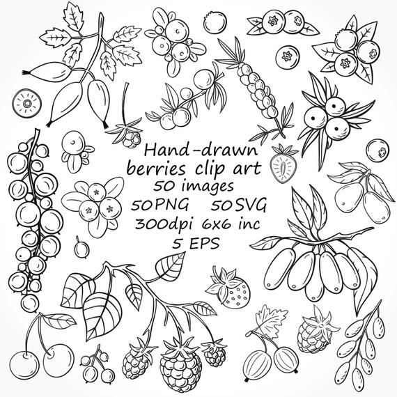 Set of 50 Hand-drawn Berriespng Berries Clipart SVG Berries - Etsy