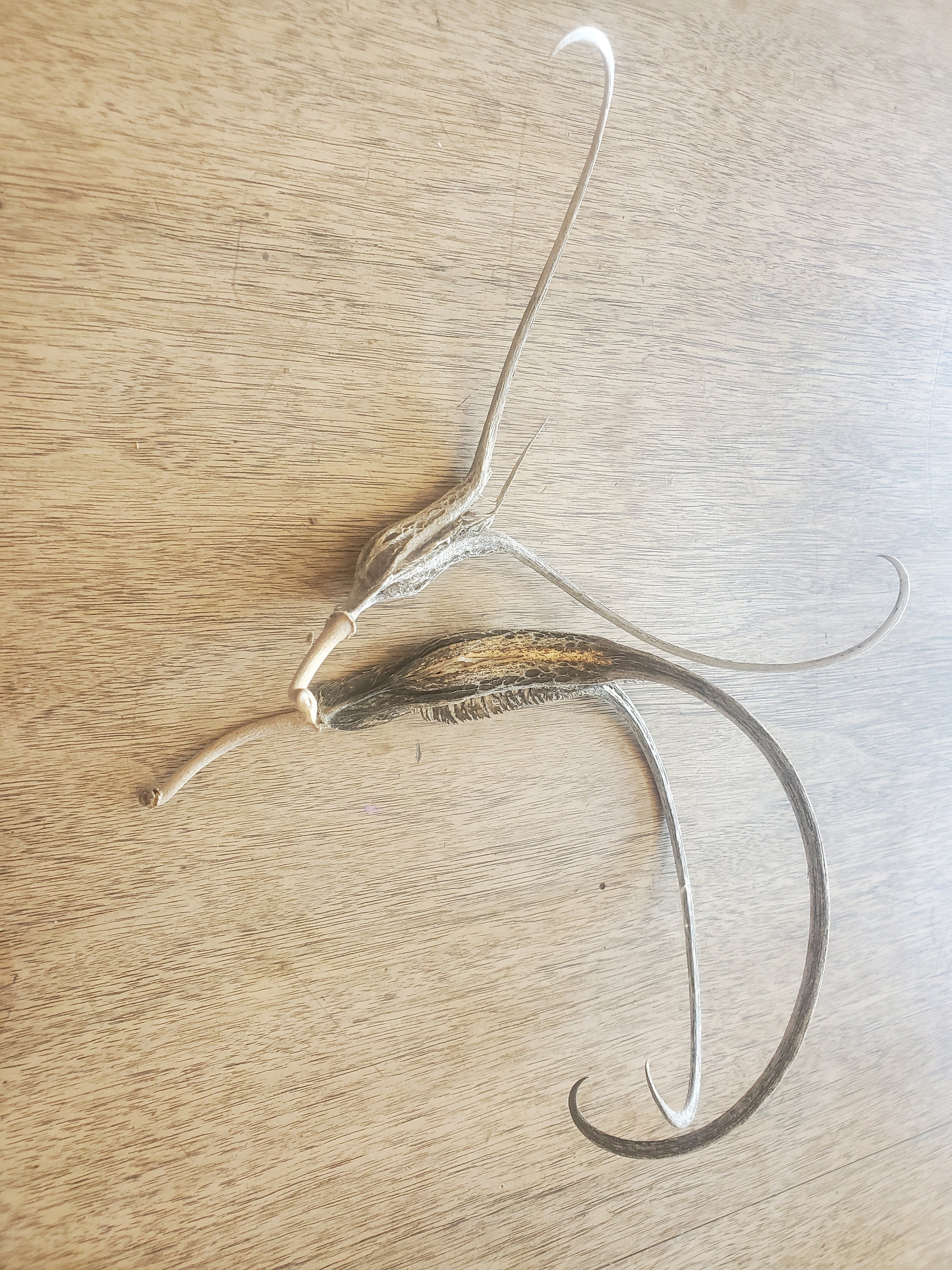 25 Devil's Claw Seed Pods - Etsy