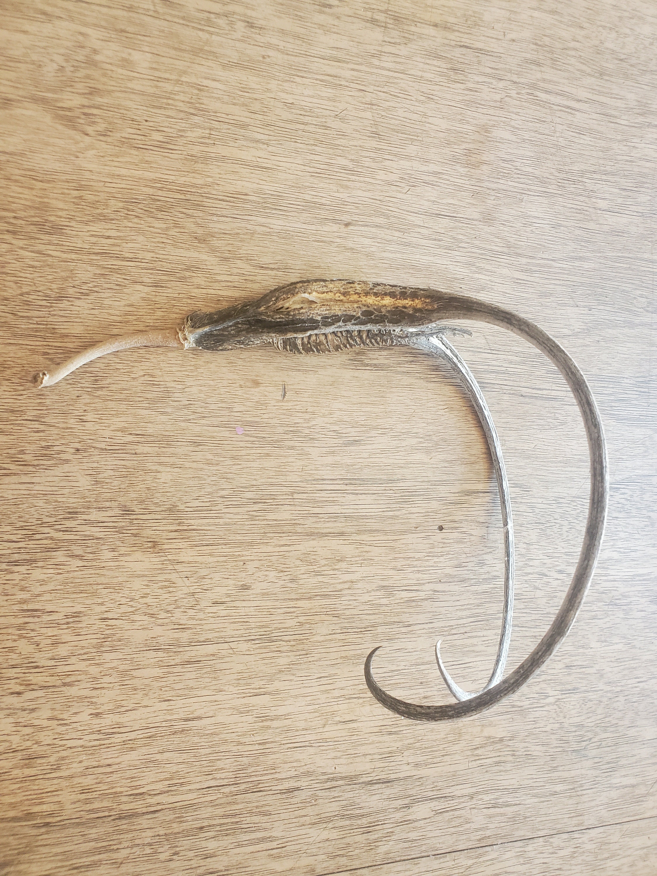 25 Devil's Claw Seed Pods - Etsy