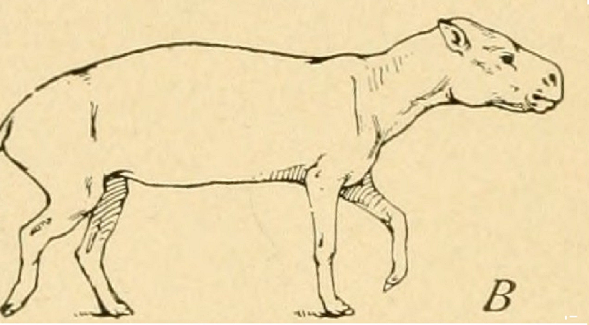Small Oreodont Tooth- Genuine Early Mammal Tooth Great for Necklace ...