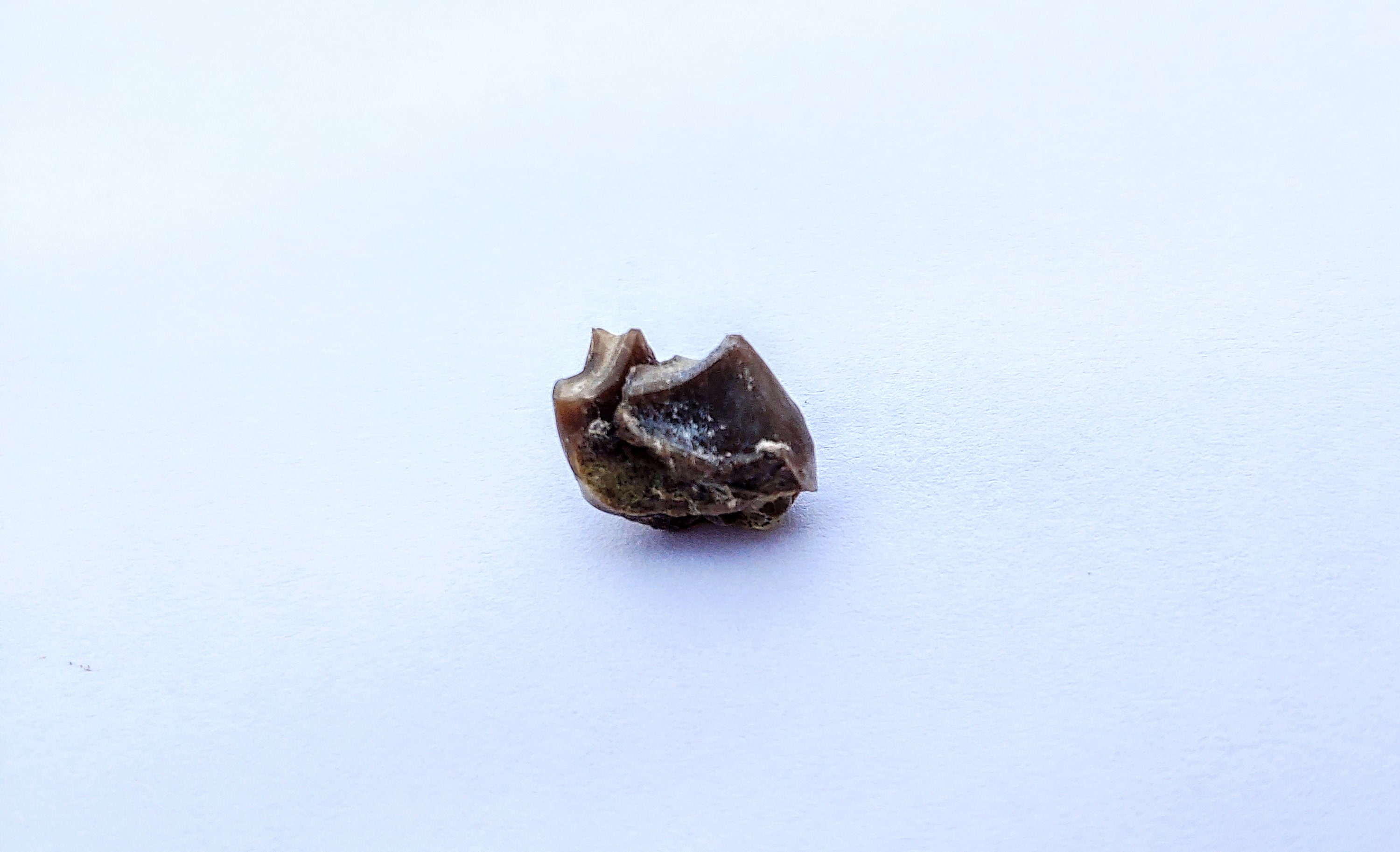 Small Oreodont Tooth- Genuine Early Mammal Tooth Great for Necklace ...