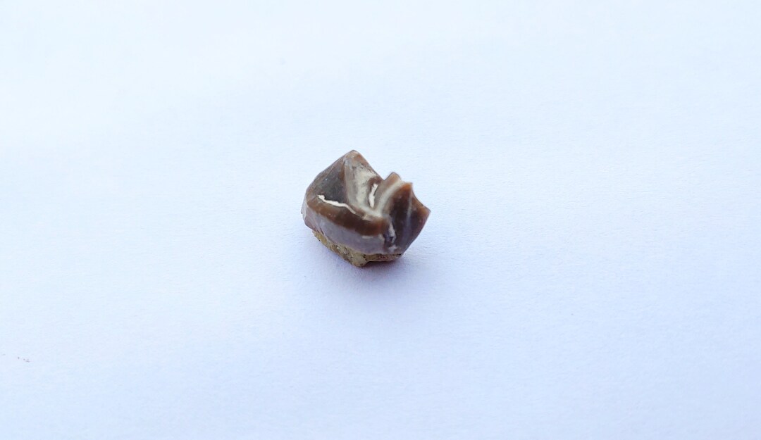 Small Oreodont Tooth- Genuine Early Mammal Tooth Great for Necklace ...