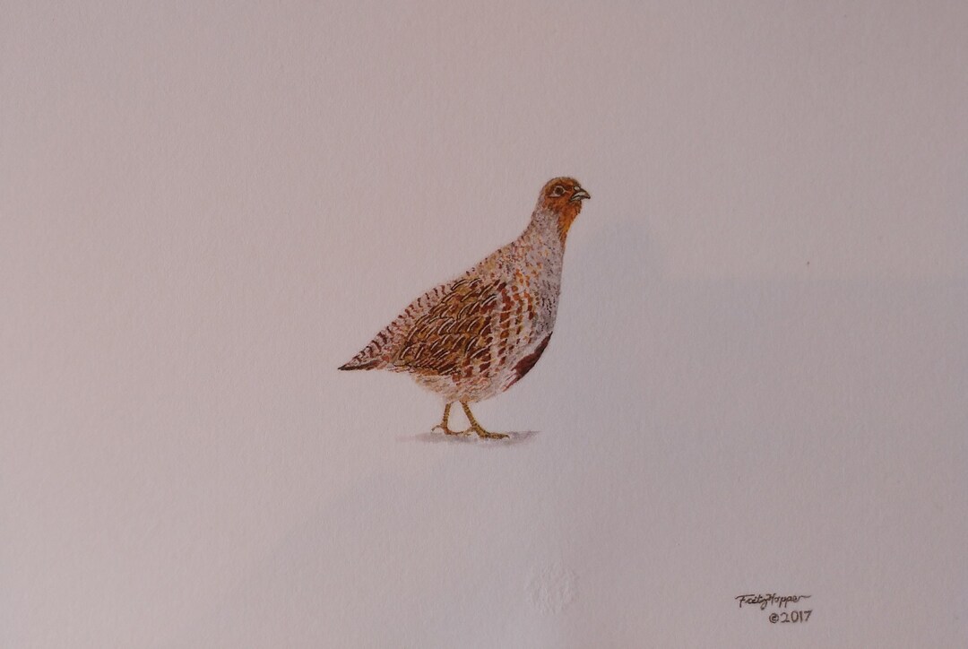 Grey Partridge - Numbered Limited Edition - Simplistic Autumn Wall ...