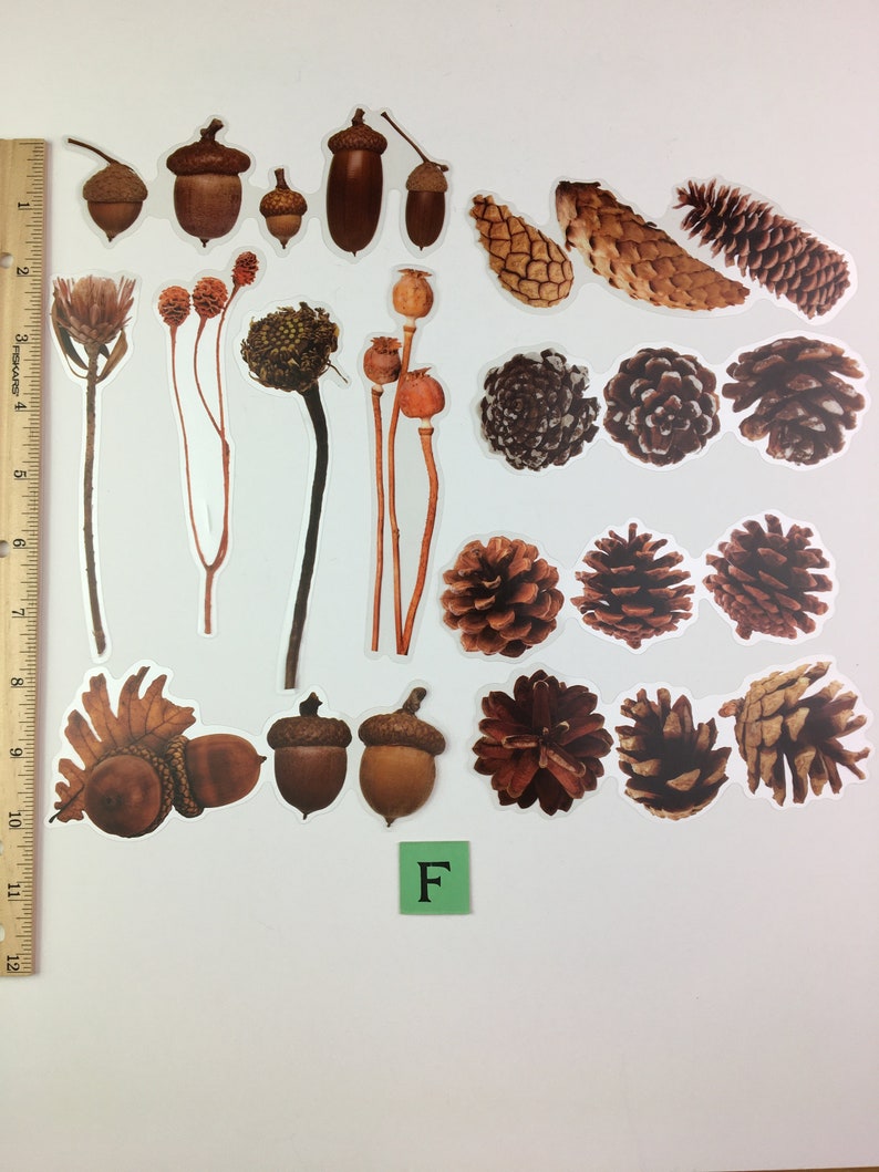 Fall Stickers Transparent - Etsy