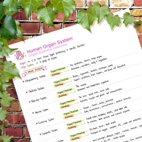 Organs/organ Systems/functions Chart anatomy and Physiology - Etsy