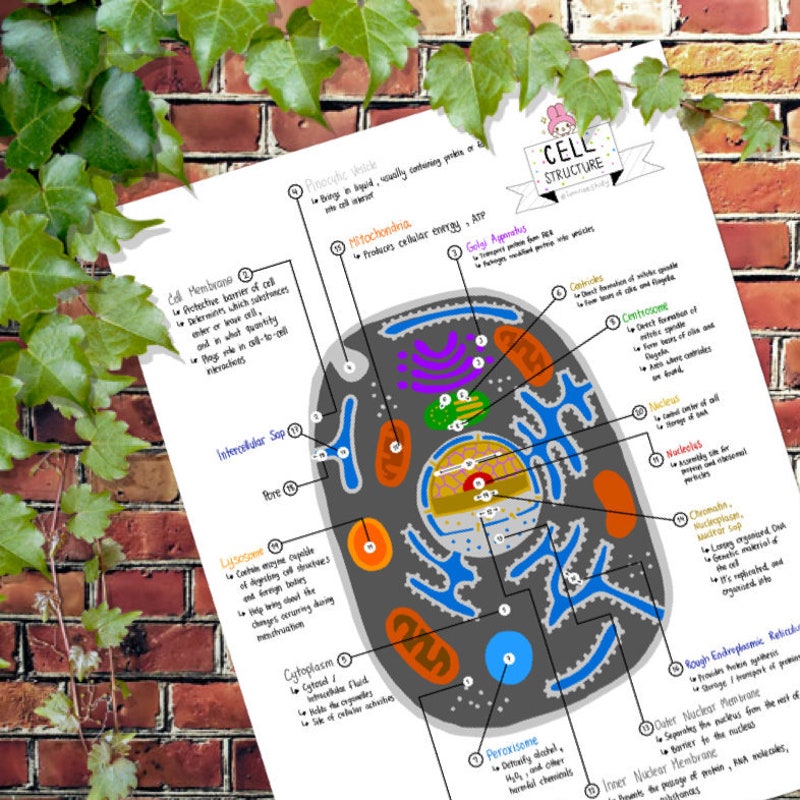 Human Cell Art - Etsy