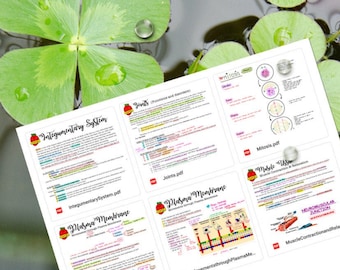 Bundle Anatomy and Physiology set 03 | Etsy