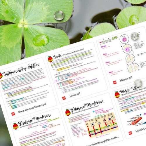 Bundle Anatomy and Physiology set 01 - Etsy