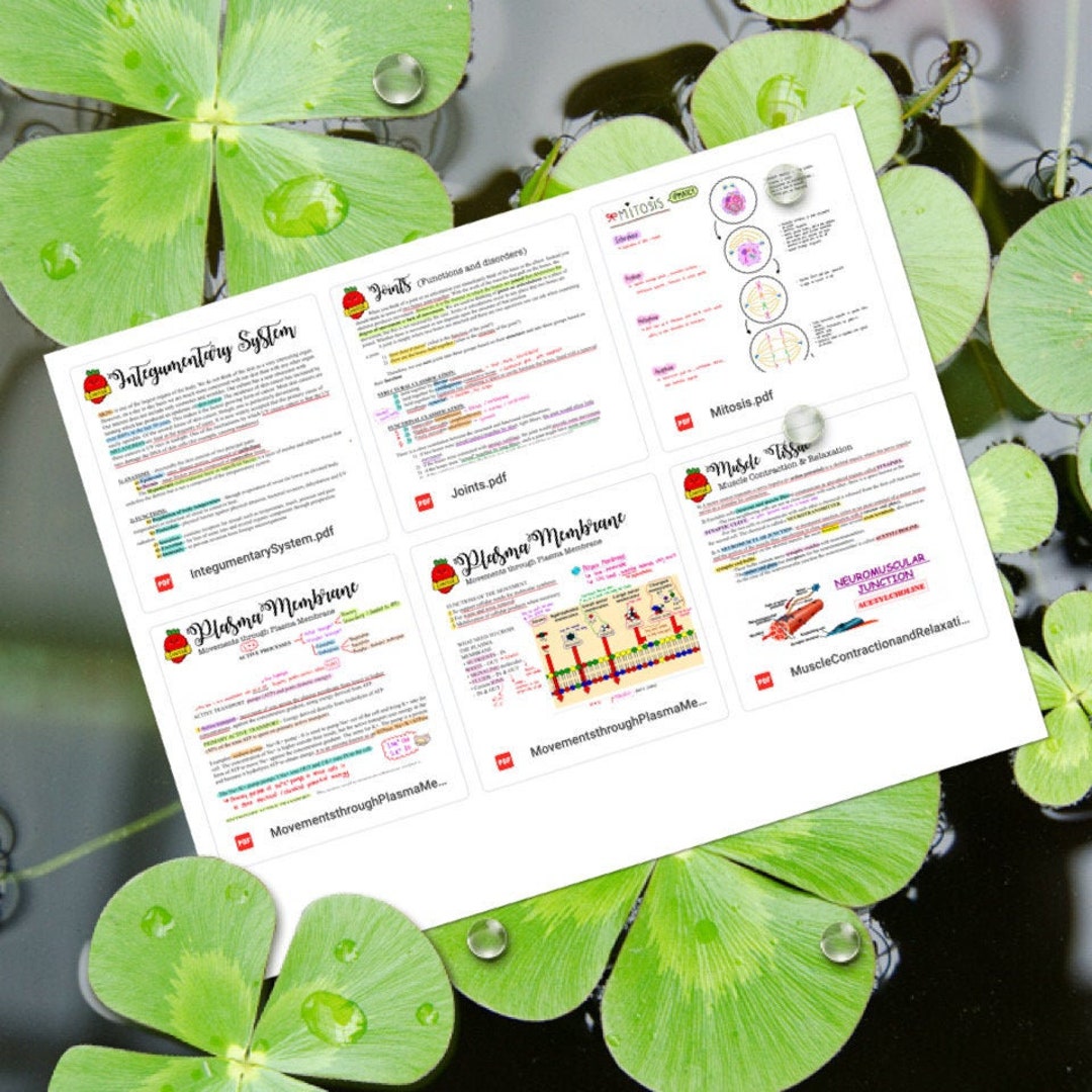 Bundle Anatomy and Physiology (set 02) - Etsy