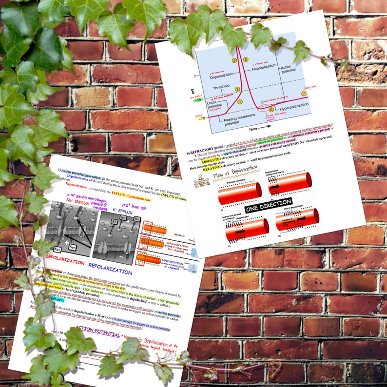 Anatomy and Physiology : the Nervous System (action Potentials) - Etsy