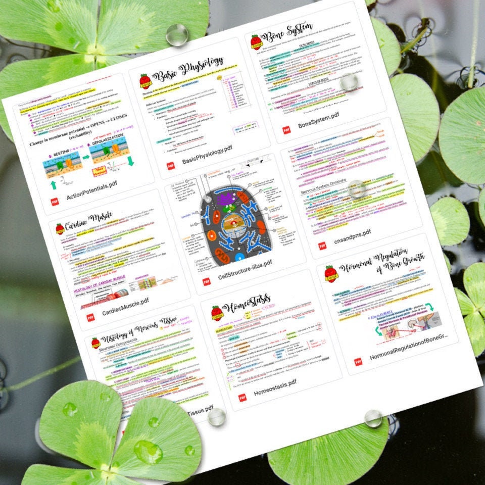 Bundle Anatomy and Physiology (set 01) - Etsy