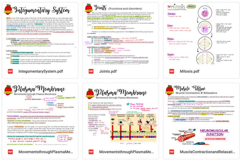 Bundle Anatomy and Physiology (set 02) - Etsy