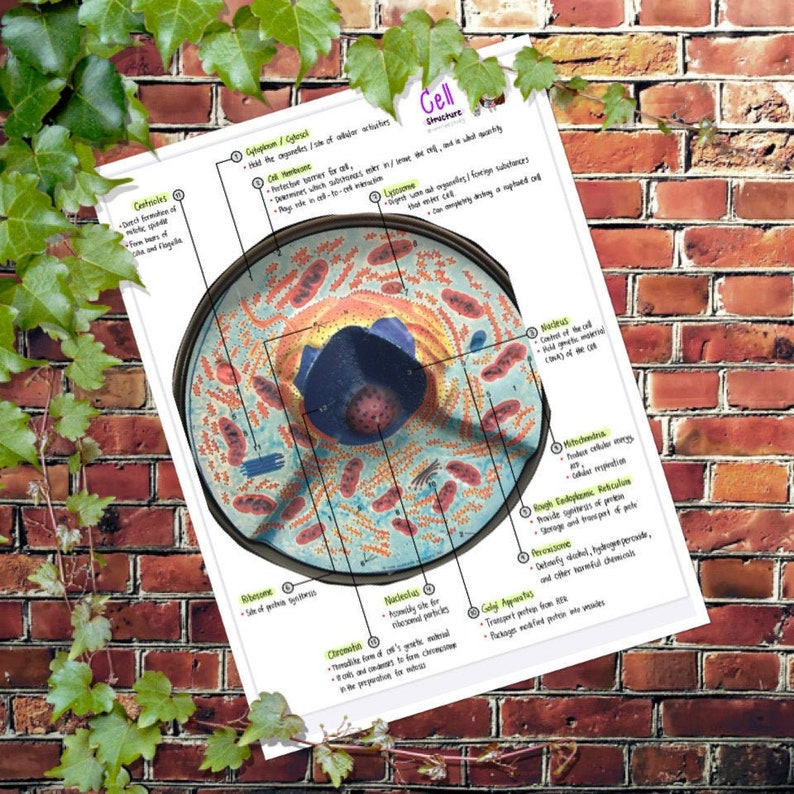 Anatomy and Physiology : Cell Structure Model - Etsy