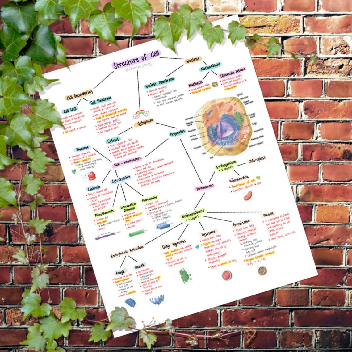 Anatomy and Physiology : Structure of Cell - Etsy
