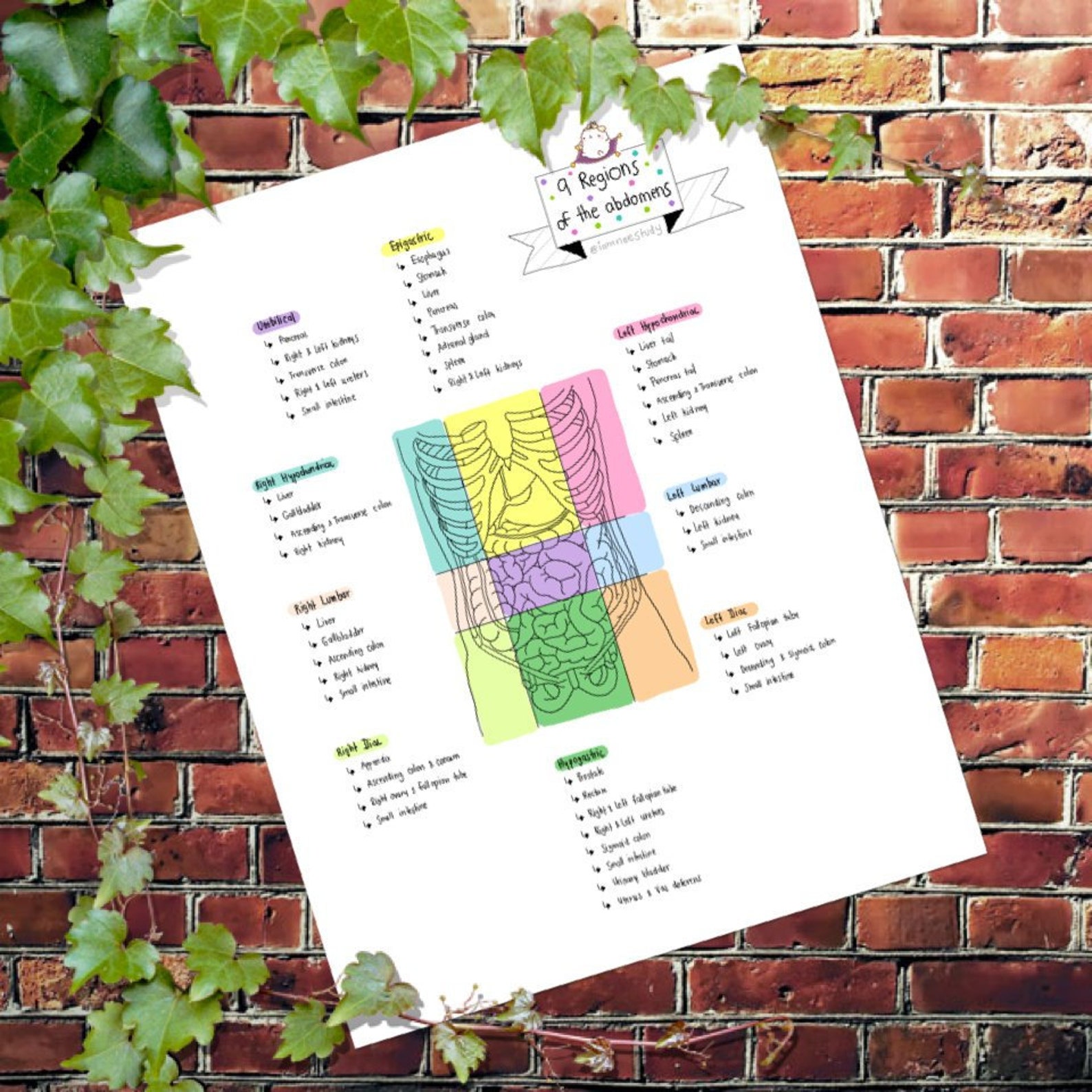 Anatomy and Physiology : 9 Regions of the Abdomen - Etsy