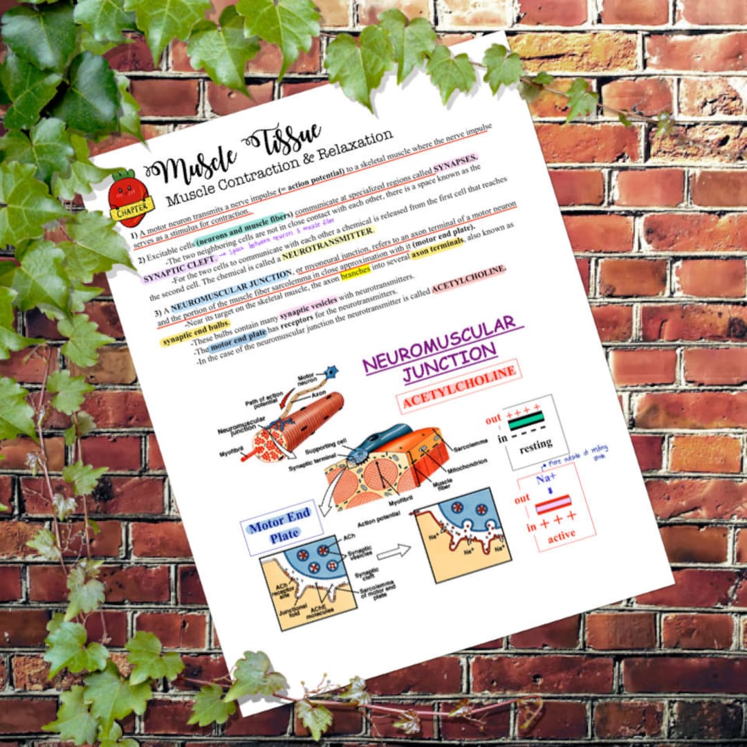 Anatomy and Physiology : Muscle Contraction and Relaxation - Etsy