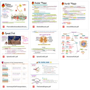 Bundle Anatomy and Physiology (set 03) - Etsy