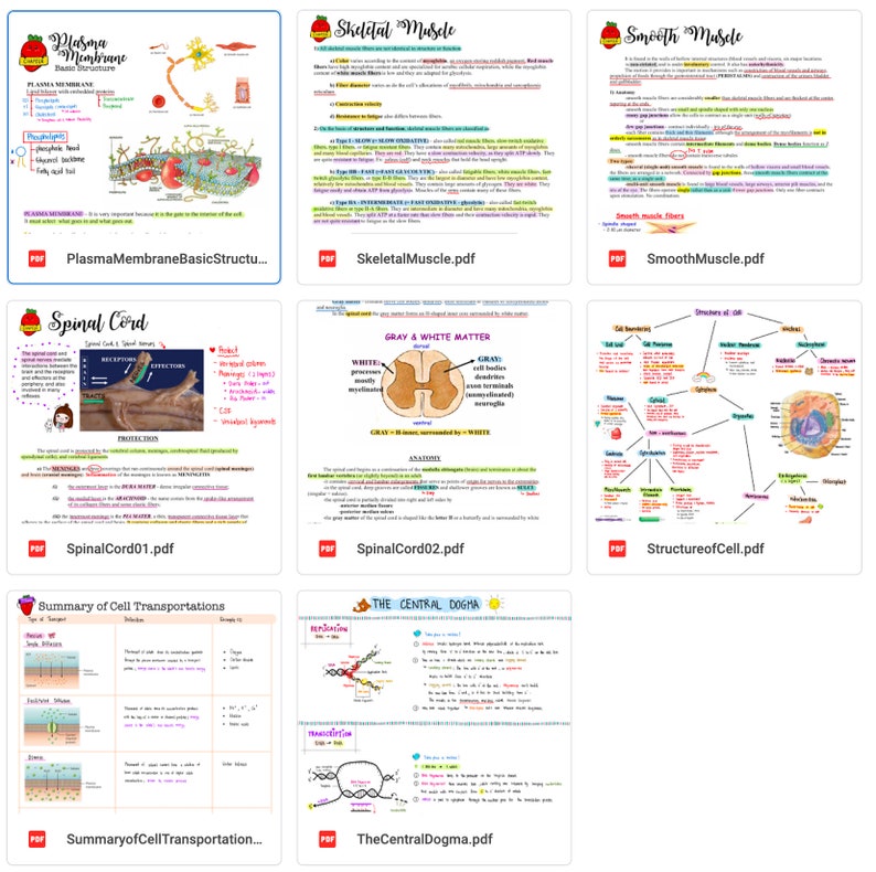 Bundle Anatomy and Physiology (set 03) - Etsy