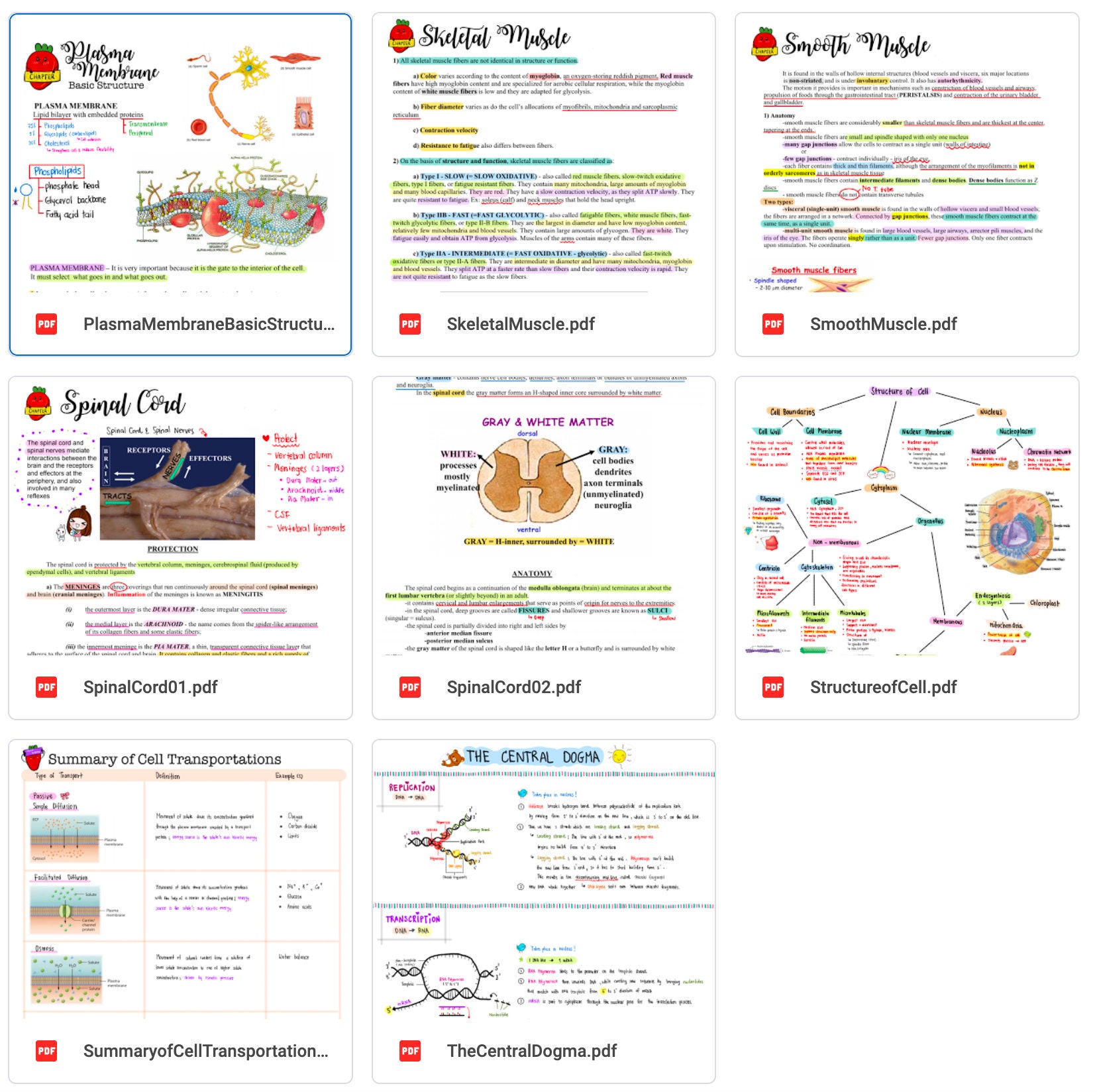 Bundle Anatomy and Physiology (set 03) - Etsy