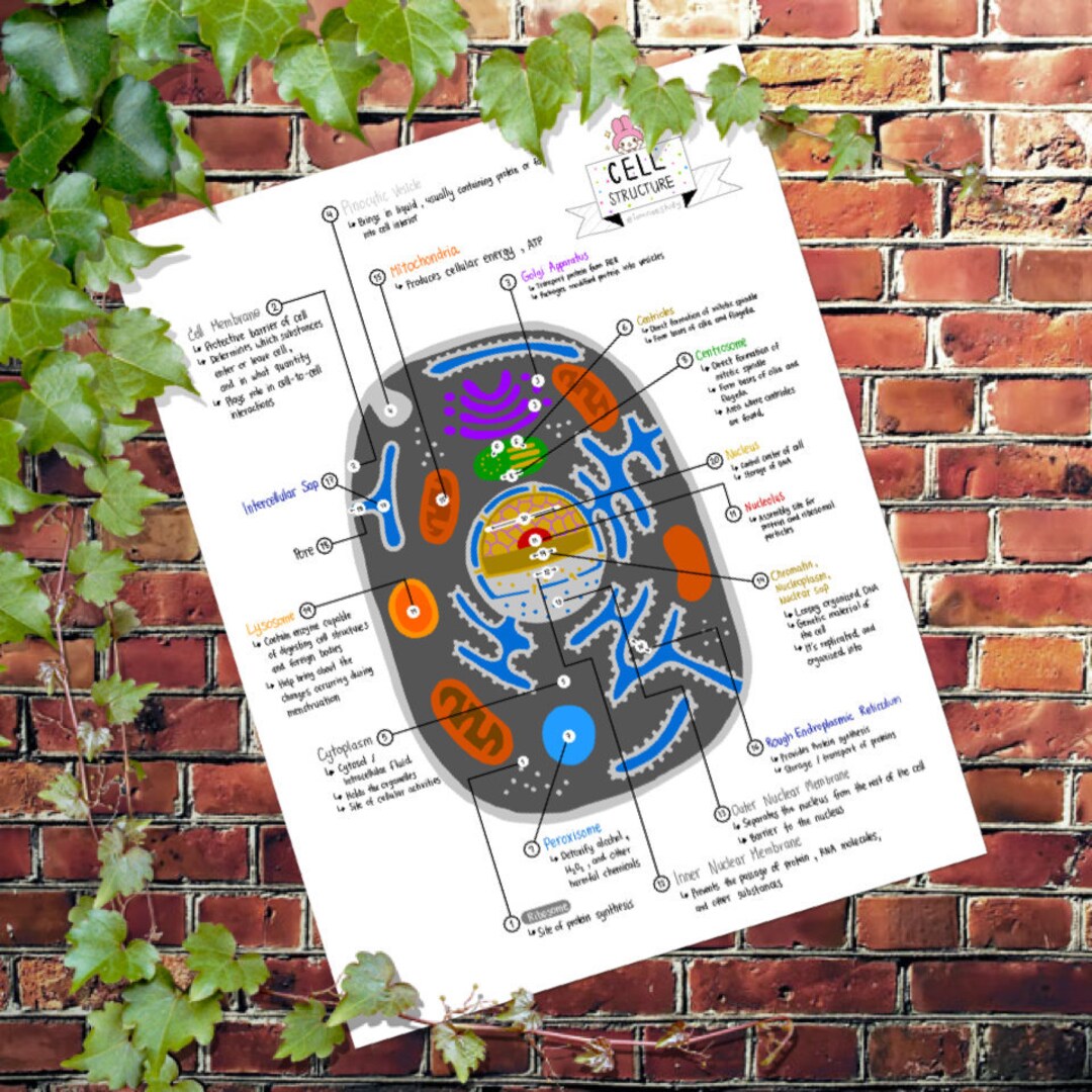 Anatomy and Physiology : Cell Structure Drawing - Etsy