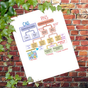 Anatomy and Physiology : the Nervous System (CNS/PNS) - Etsy