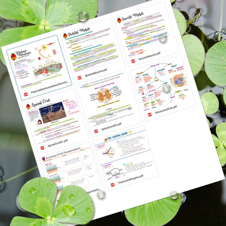 Bundle Anatomy and Physiology (set 03) - Etsy