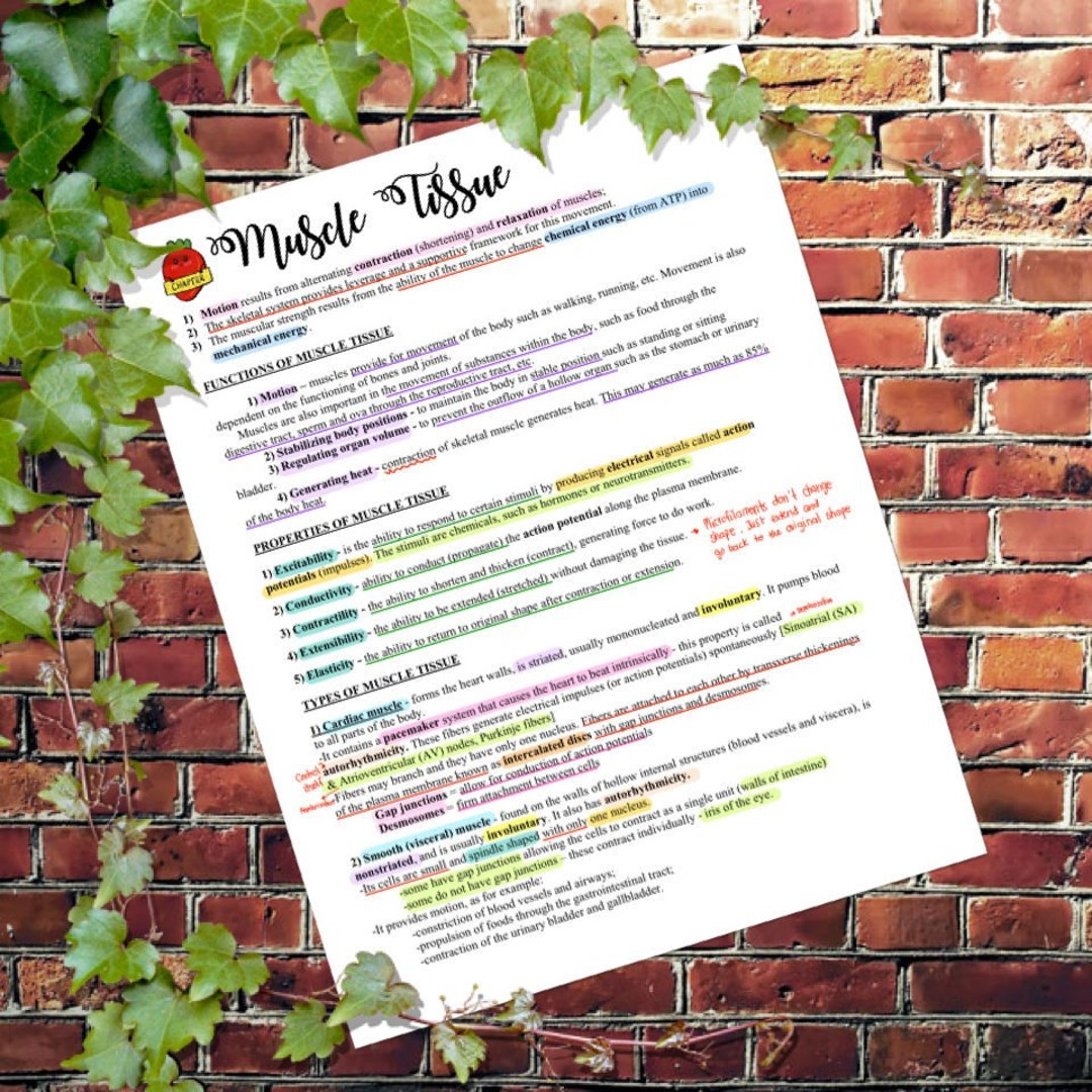 Anatomy and Physiology : Muscle Tissue - Etsy