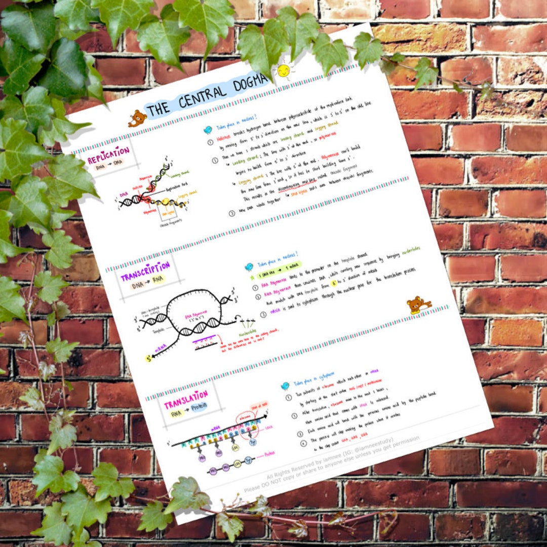 Anatomy and Physiology : the Central Dogma - Etsy
