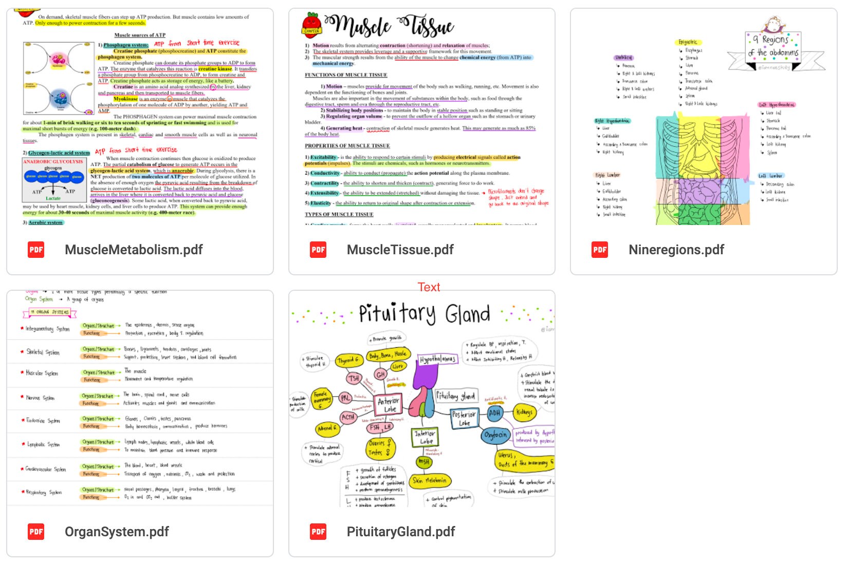 Bundle Anatomy and Physiology (set 02) - Etsy