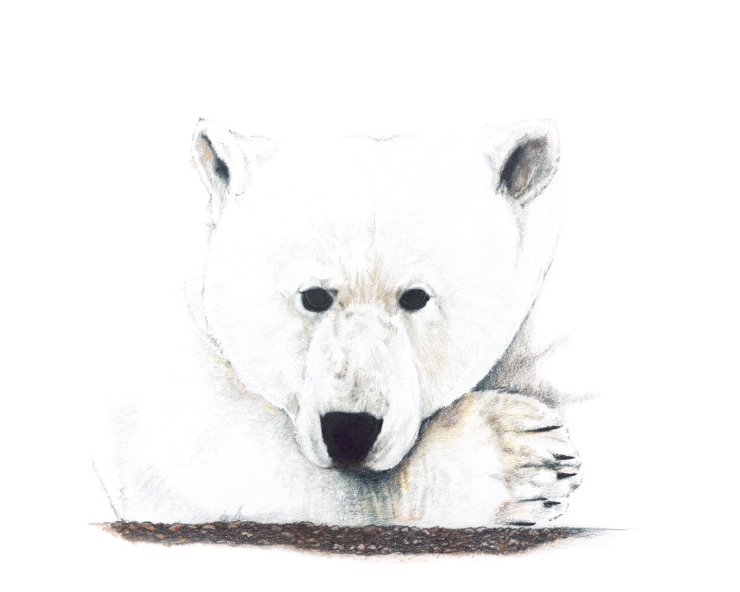 Polar Bear Colored Pencil Bear Giclee Black and White - Etsy