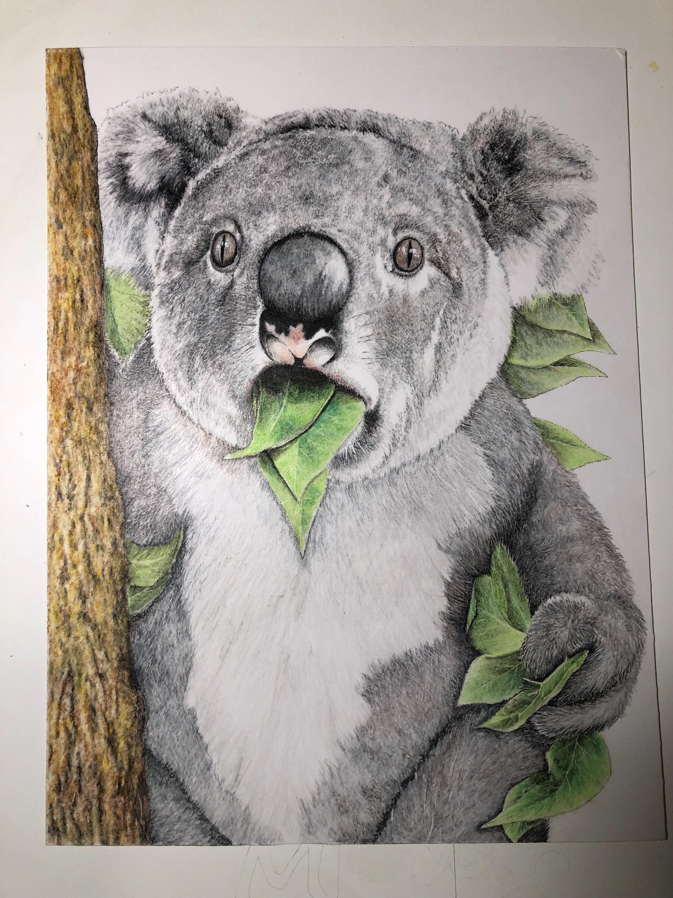 Kawala Bear Colored Pencil Drawing - Etsy