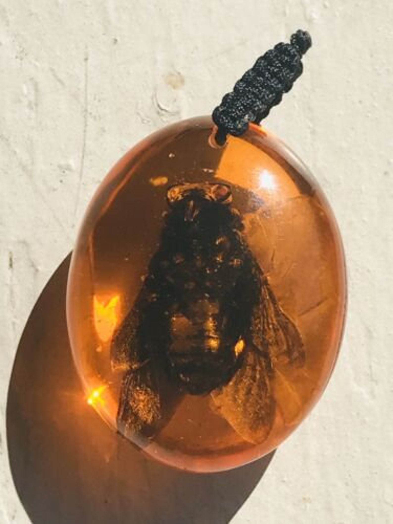 Vintage Amber Tone Insect Bug Fly Bee Resin Lucite Taxidermy | Etsy