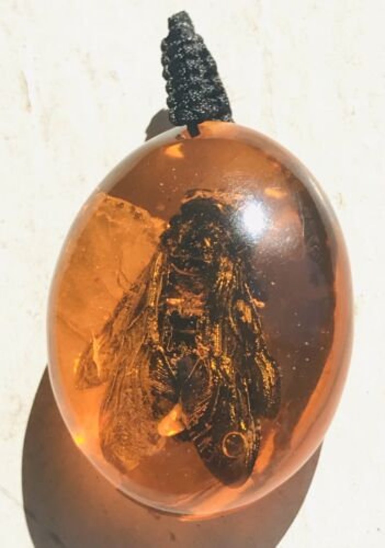 Vintage Amber Tone Insect Bug Fly Bee Resin Lucite Taxidermy | Etsy